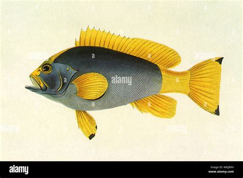 Blue Cichlid With Yellow Fins