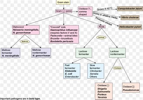 Gram Positive And Negative Bacteria Flow Chart Best Picture Of Chart A Visual Reference Of