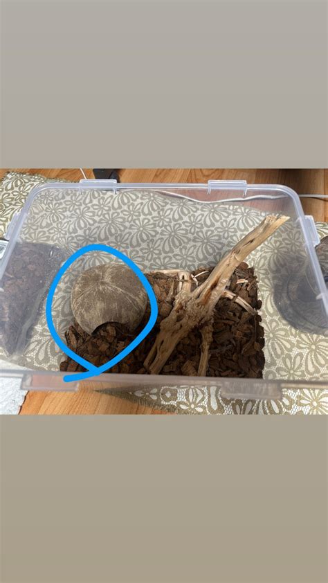 레오파드 게코 지식in