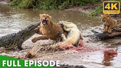 Worlds Deadliest When Predators Become Prey Full Episode Nature