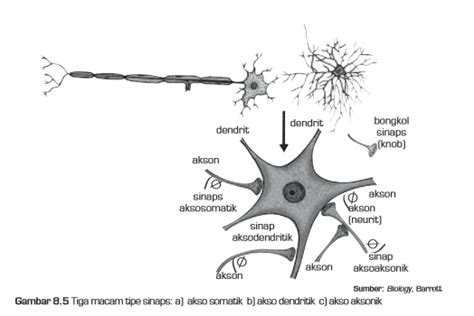 Sinapsis Our Akuntansi