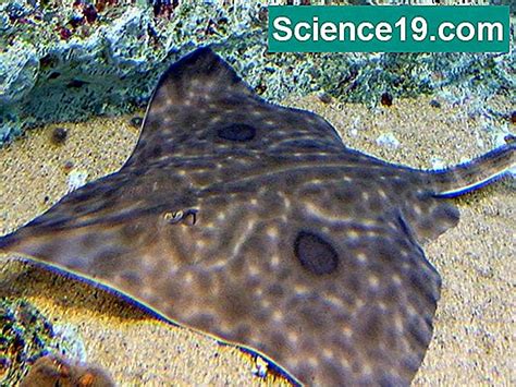 Stingray Kala Tüübid 💫 Teaduslikud Ja Populaar Multimeedia Portaal 2025