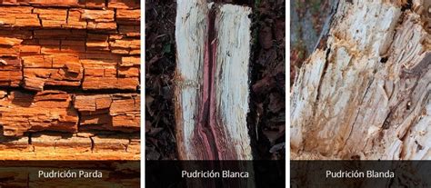 Tratamiento De Hongos Que Descomponen La Madera Averigüe Que Tipo De