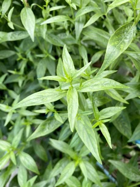 830 Sambiloto Foto Stok Potret And Gambar Bebas Royalti Istock