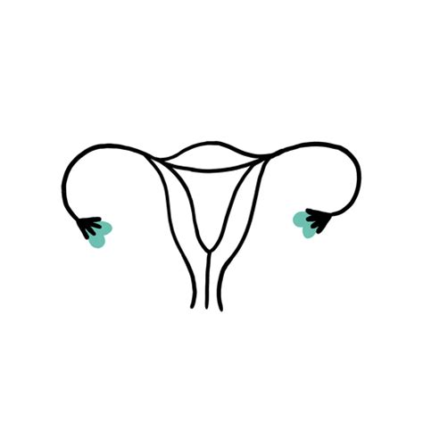 Pcos And Menopause Whats The Connection Elektra Health