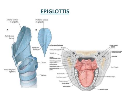 Epiglottis Larynx
