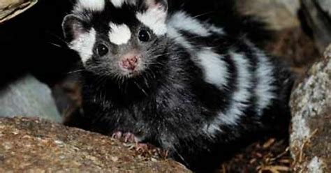 So You Guys Like Skunks Album On Imgur