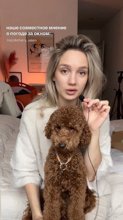 пудель Youtube