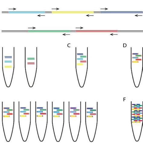 Multiplex Pcr
