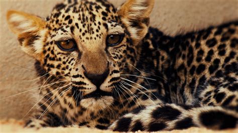 Birth Of Rare Arabian Leopard Cub Marks Significant Milestone In Saving