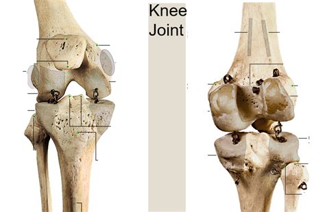 Walking And Knee Joint At Herman Stpierre Blog