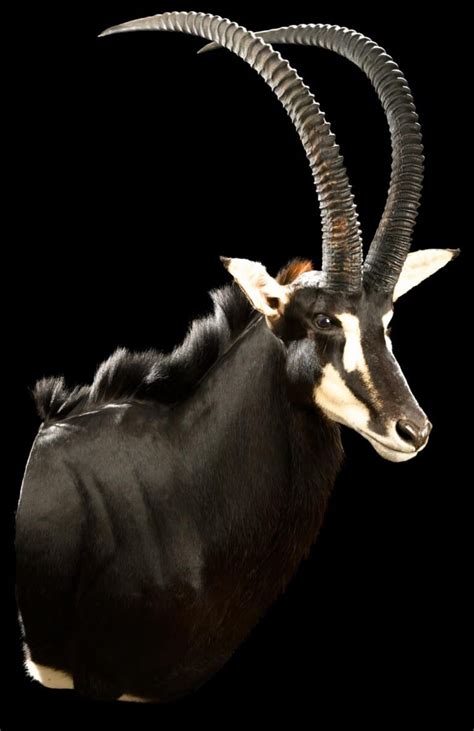 Best Sable Taxidermy South Africa Get Sable Trophy Quote