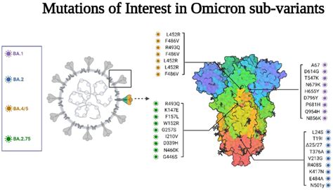 The Sars Cov 2 Variants Of Concern Download Scientific Diagram