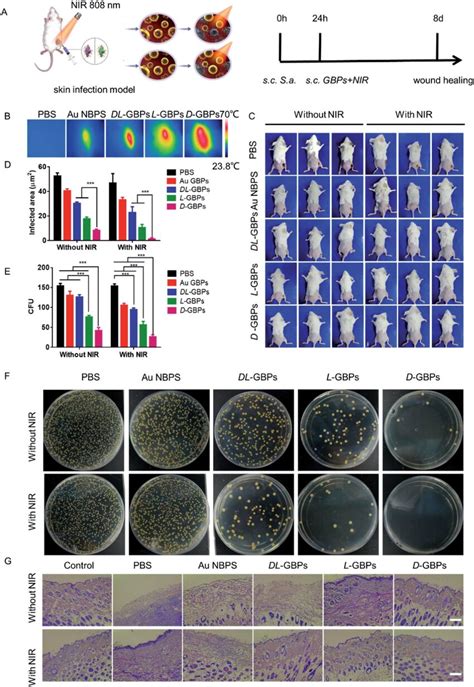 Antibacterial Activity Of D L GBPs In Vivo A Schematic Diagram Of