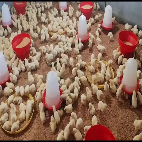 Team A Bird Detection And Weight Tracking Object Detection Dataset By 360 Digitmg