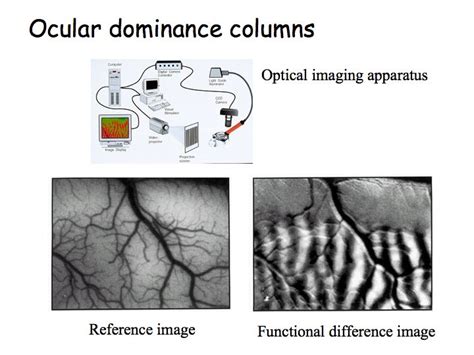 Perception Lecture Notes Lgn And V1
