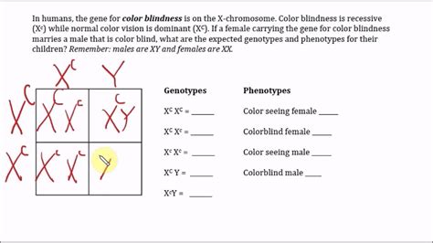 Color Blindness Punnett Square