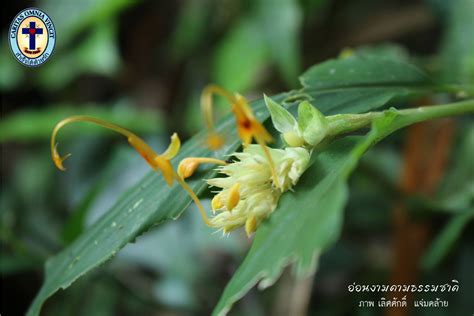 5 มิถุนายน ชมรมอาสาสมัครพัฒนาสังคมเเละสิ่งเเวดล้อม รร พระวิสุทธิวงส์ Pv Vsed