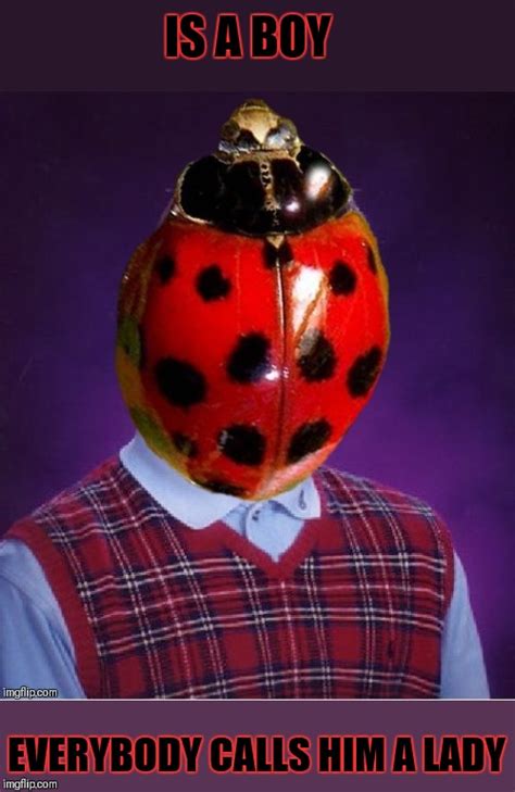 Ladybug Memes And S Imgflip