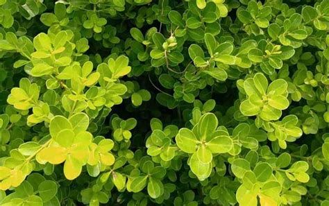 黄杨盆景怎么养才好 蜜源植物 酷蜜蜂