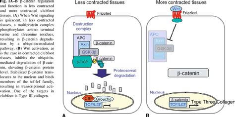 Ab B Catenin Regulation And Function In Less Contracted And More