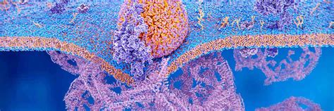 Gpcr Internalization Simplified Detection Clear Results With Phsense Revvity