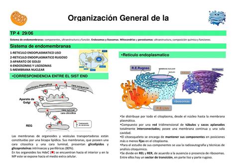 Biologia Organizacion De La Celula Eucariota Mfrias Udocz