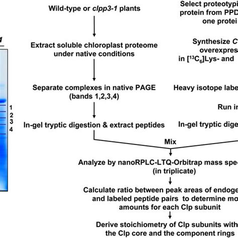 Workflow For Determination Of The Assembly State Of The Clppr Proteins Download Scientific