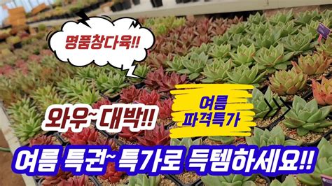 쪼꼬다육 명품다육 여름특가 득템기회 마음가는데로 선택 두견화 유리젤 빅토리아 클레오 물광마리아 아쿠아루비 지니등