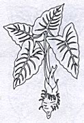 Canoe Plants Of Ancient Hawai`i Kalo