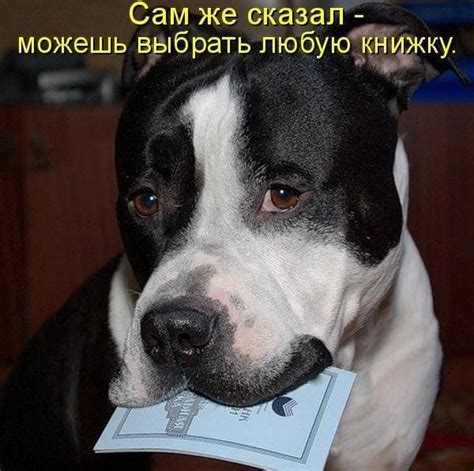 Интересные факты о собаках Собаки Маленькие щенки Интересные факты