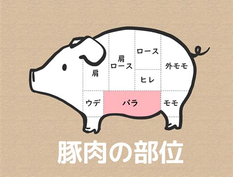 「赤身と脂の黄金比！豚バラ肉」豚肉の部位について徹底解説③ 牛肉・豚肉・鶏肉などの業務用ブランド食肉仕入れ通販サイトはonikulab
