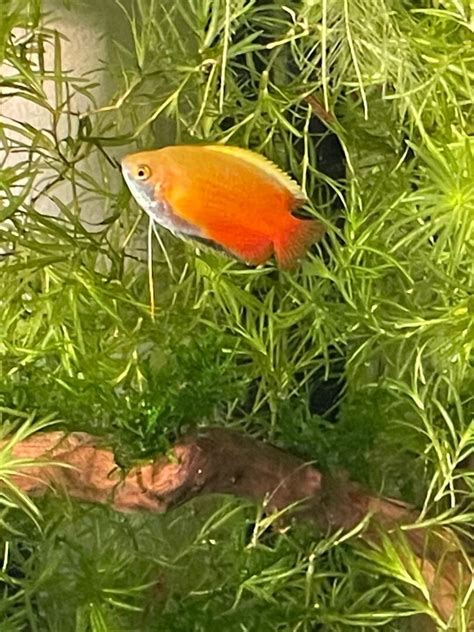 Fluval Flex 32 5 Stocking Ideas General Discussion C A R E