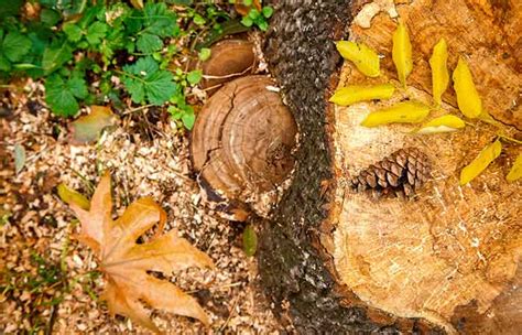 How To Remove Roots After Tree Removal Hidden Oak Tree Care