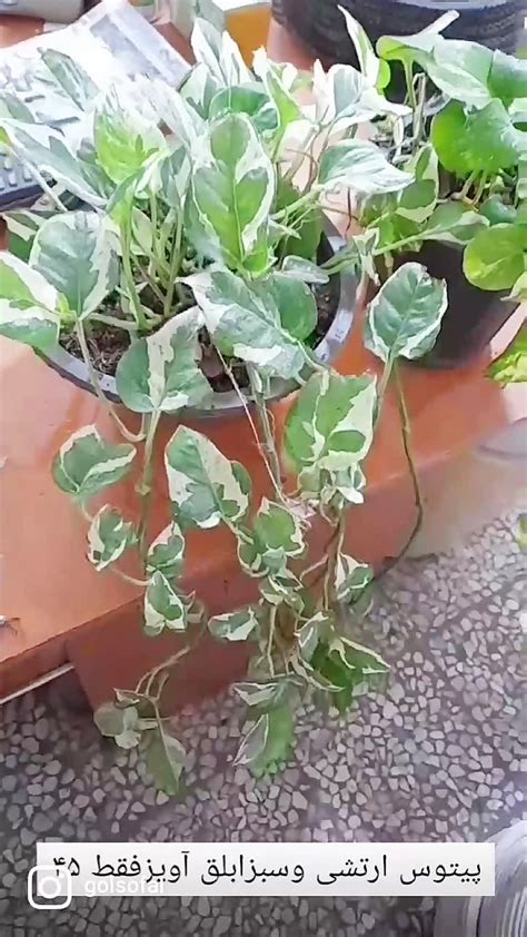 پیتوس آویزفقط ۴۵تومن