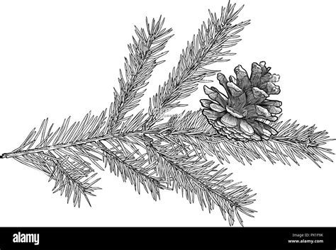 Hand Drawn Fir Tree Branch With Cone Isolated On White Background Stock