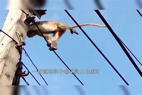 贪玩猴子爬上电线杆，玩得正开心，被电的瞬间变火猴电线杆开心猴子