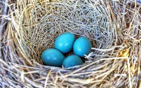 Start Marriage Right When It S Time To Leave The Nest Start Marriage Right