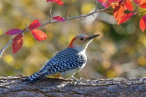 Most Common Backyard Birds Georgia 2024 Outlife Expert