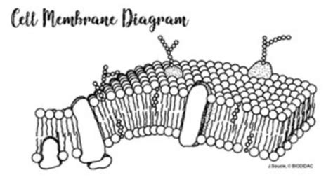 Biology Unit Cell Structure And Function Flashcards Quizlet