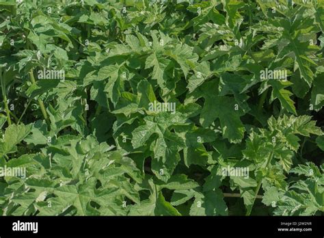 Leaves Foliage Of Hogweed Cow Parsnip Heracleum Sphondylium A Common Urban And Rural Weed