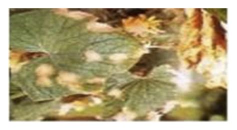 Cucumber Diseased Leaf Dataset A Angular Leaf Spot B Anthracnose Download Scientific