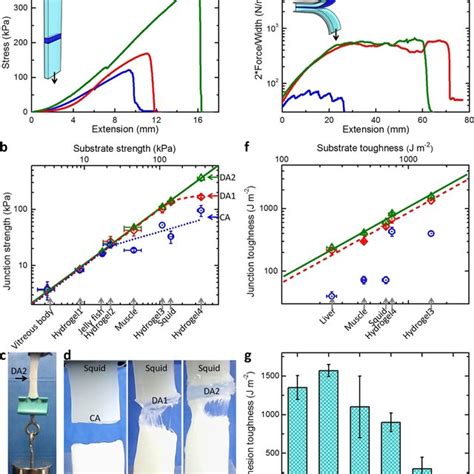 Microstructures And Permeability Of The Substrateadhesivesubstrate Download Scientific