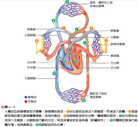 5 1 1 心臟、血管與運輸 阿儀的生物筆記