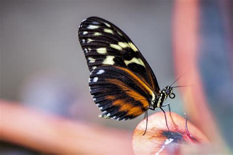 Stu Nicholls Css Play Css Auto Slideshow With Manual Selection