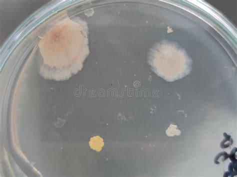 Bacillus And Other Bacteria And Fungi Growing On Nutrient Agar Medium Stock Image Image Of