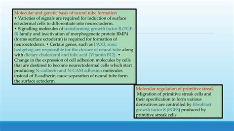 Embryology Of Head And Face 2 Pediatric And Preventive Dentistry Ppt