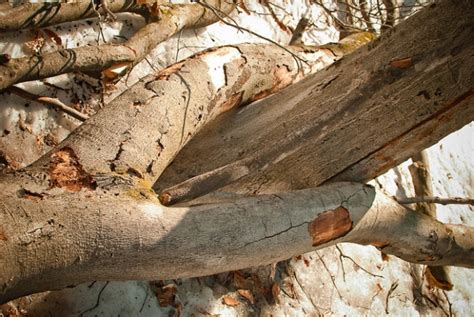 Italy Fells Hardwoods To Cock Block Its Sex Trade Grist