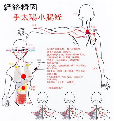 手太陽小腸経 Ver2012 はりきゅう治療院 伍行庵 Small Intestine meridian Acupuncture