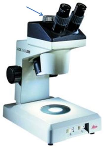 Microscope Quiz Flashcards Quizlet